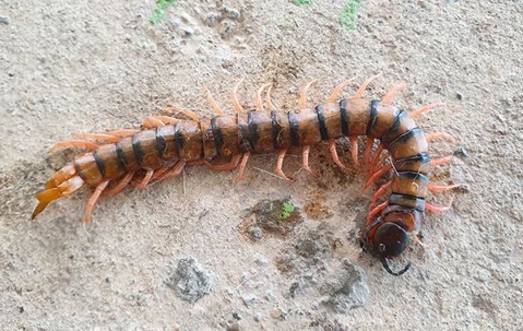 Blog - Centipede Control: Effective Prevention And Control Strategies ...