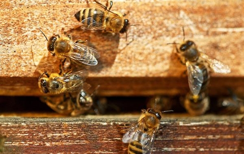 Blog - Preventing Bee Hives In The Woodlands: How To Keep Bees From Nesting On Your Property