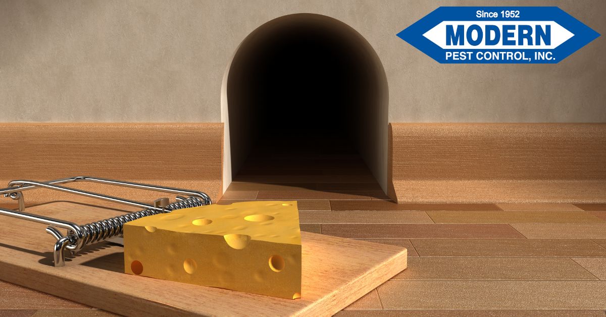 Why Over-the-Counter Pest Solutions Often Fail