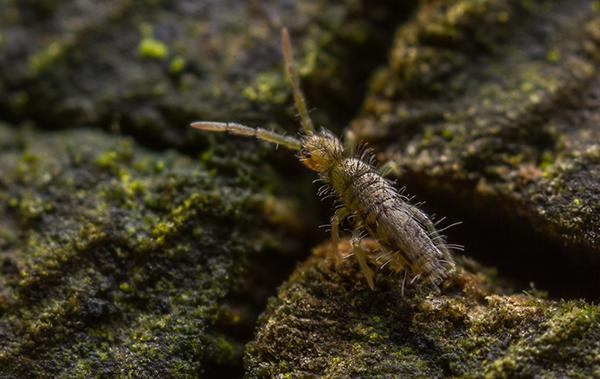 Blog - Guide To Springtails In The Woodlands