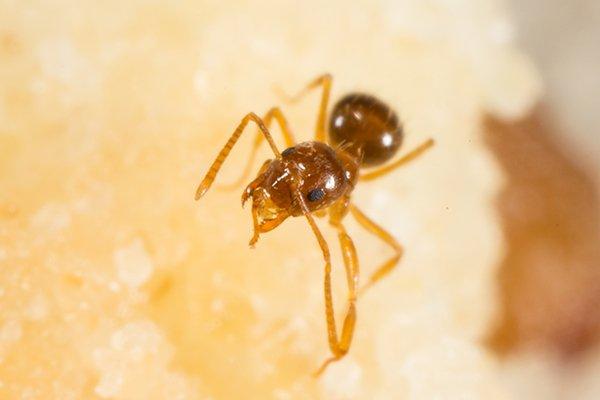 Blog - Cypress Homeowners' Complete Guide To Effective Ant Control