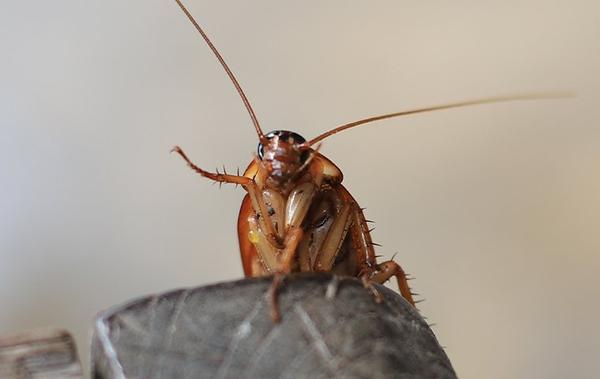 Blog - A Comprehensive Guide To Cockroach Removal In Spring