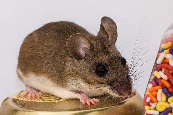 Blog - Effective Mouse Control Strategies For Your Home In The Woodlands