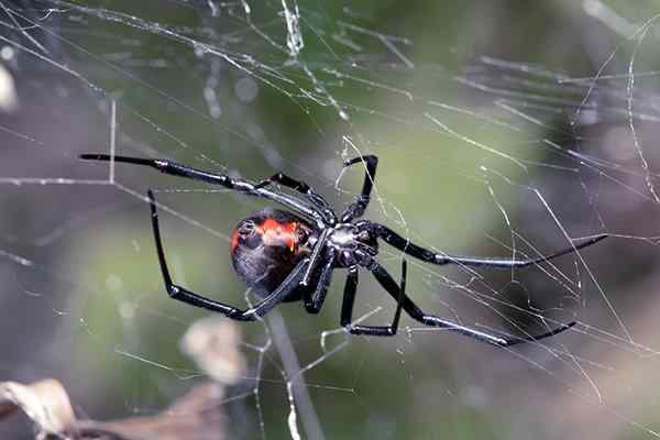 Blog - The ABCs Of Spider Prevention: How To Keep Your Conroe Home ...