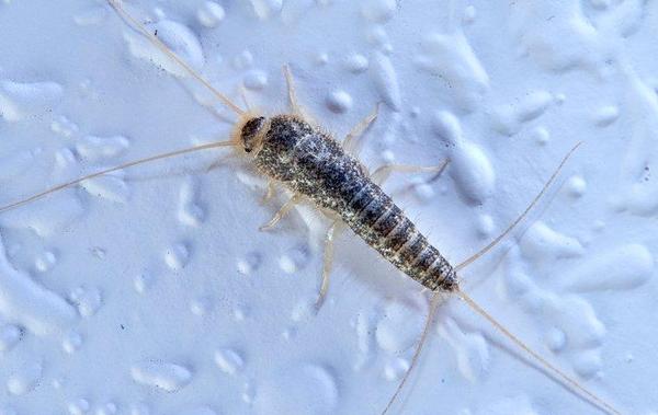 Blog - Stop Silverfish In Their Tracks: Top Techniques For Control For ...