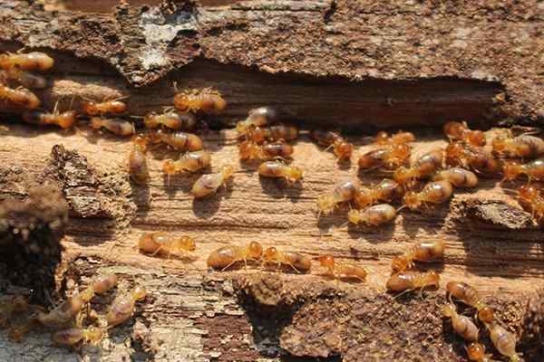 Blog - 3 Reasons Termites Invade Houston Homes