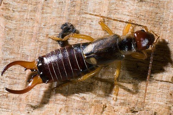 Blog - The Answers To Houston’s Most Commonly Asked Earwig Questions