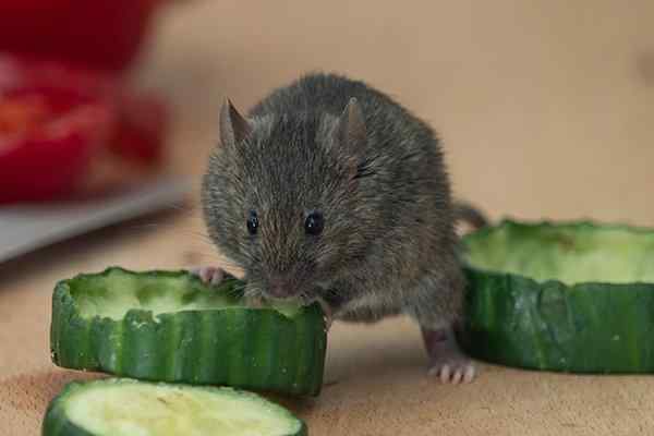 Blog - Why Houston Rodent Problems Are Best Left To The Professionals