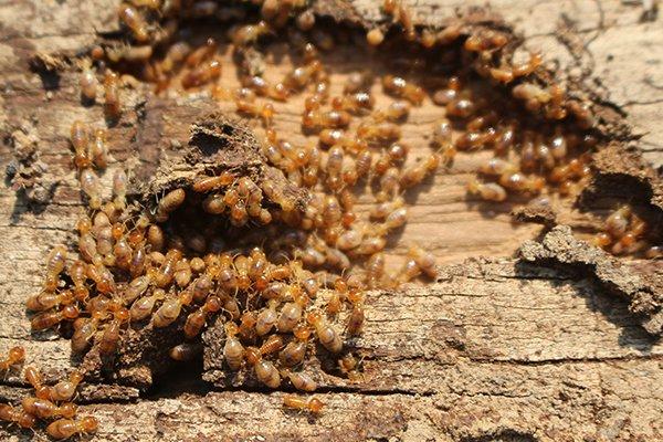 Blog - Are Termites In Houston Harmful To Humans?