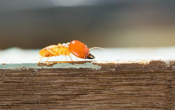 Blog - Termites In The Woodlands: An In-Depth Guide To Identification ...