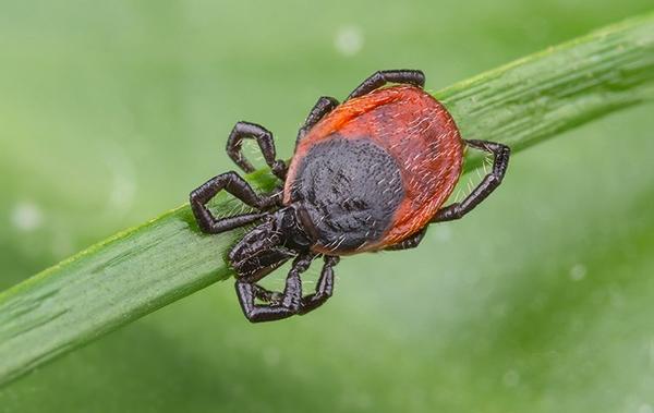 Blog - Professional Tick Control Services: A Comprehensive Solution For ...
