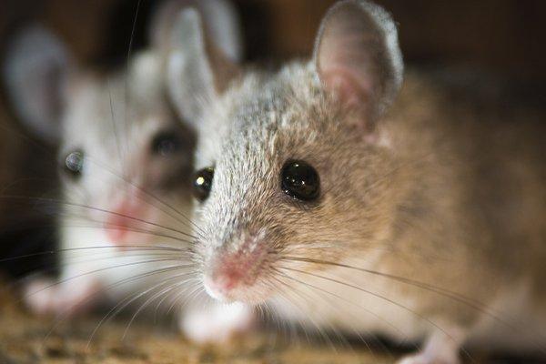 Blog - The Dangers Rodents Bring To Houston, TX Properties