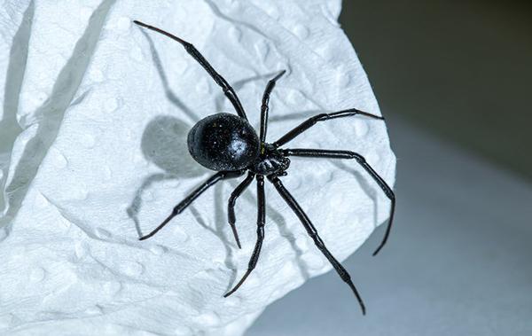 Blog - The Black Widow Spider: A Deadly Menace Lurking In Your Pearland ...
