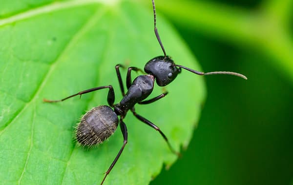 Blog - Lawn Pest Control 101: Identifying And Eliminating Common Lawn ...