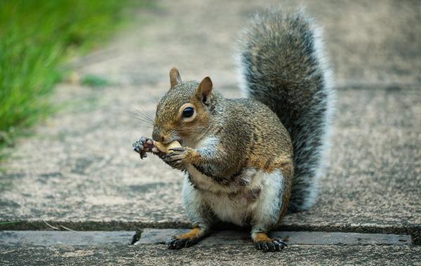 Blog - Mastering Squirrel Prevention: Tips To Safeguard Your Pearland ...