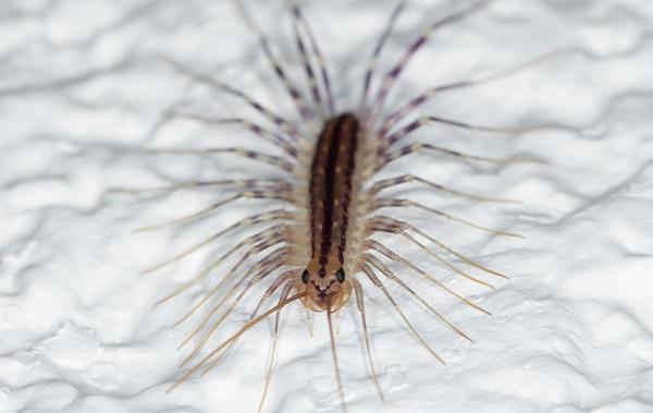 Blog - What's Attracting Centipedes To My Conroe Home?