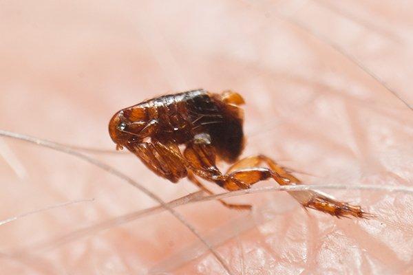 Blog - How To Keep Fleas & Ticks Away From Your Houston, TX Yard