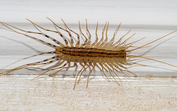 Blog - How Worried Should I Be About Centipedes In My Fulshear Home?