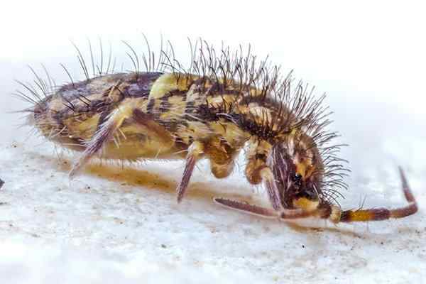 Blog - Everything Houston Homeowners Need To Know About Springtails