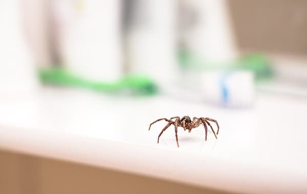 Blog - Spider Control 101: A Comprehensive Guide For Missouri City ...