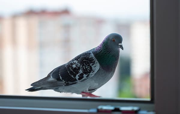 Blog - Protect Your Building And Business: Essential Bird Control ...