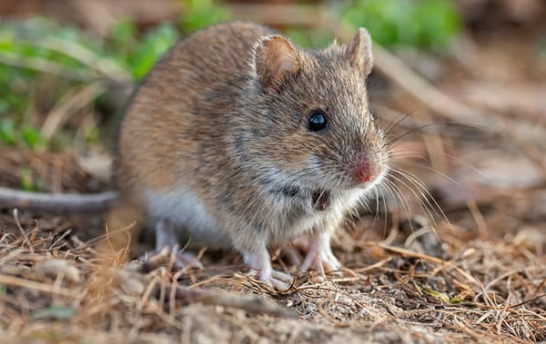 Blog - What Are Rodents And How Do I Keep Them Away From My Houston ...