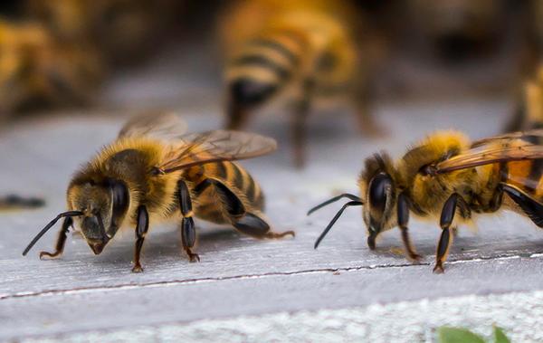 Blog - Bee Gone: How To Safely Remove And Prevent Bee Hives Around Your ...