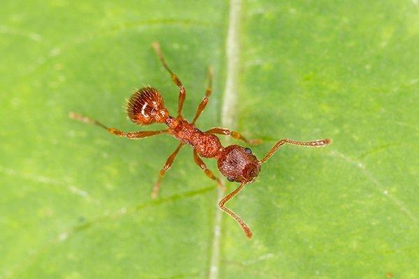 Blog - Three Easy & Effective Ant Control Tips For Houston Homeowners