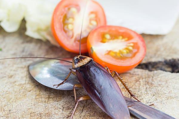 Blog - The Easiest Way To Tell If You Have A Roach Problem In The Woodlands
