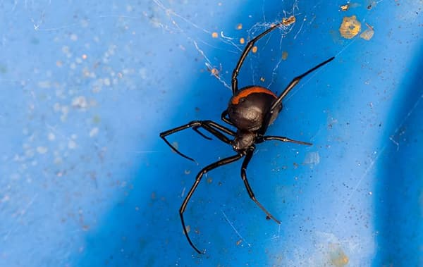 Blog - Beware The Black Widow Spider: A Guide To Removal And Prevention ...