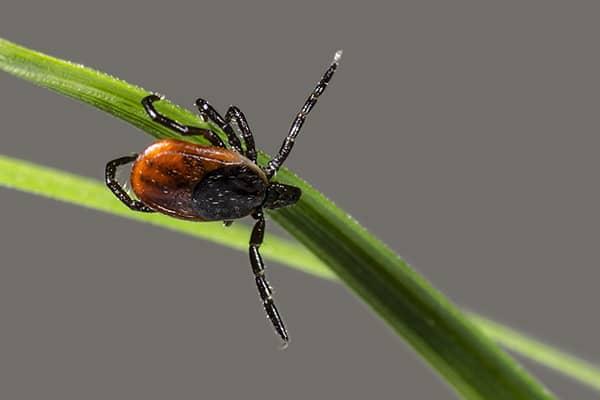 Blog - The Importance Of Effective Tick Control For Your Fulshear Property