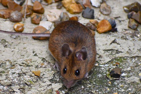 Blog - The Ultimate Guide To Mouse Removal: Keep Your Houston Home Safe ...