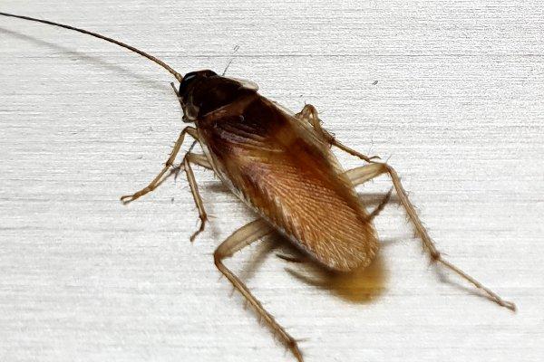 Blog - Houston's Ultimate Guide To German Cockroach Control