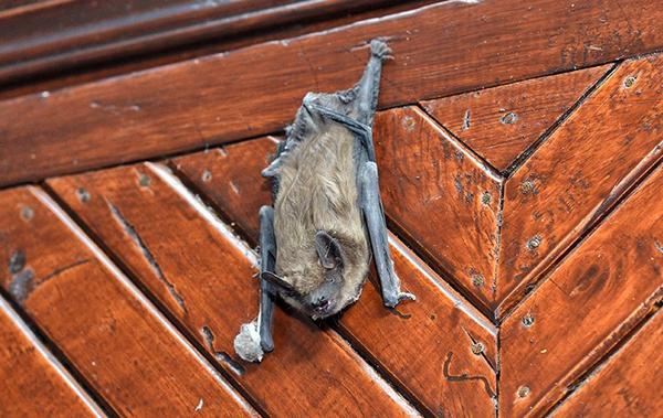 Blog - How To Keep Bats Away From Your Sugar Land Home: A Comprehensive ...