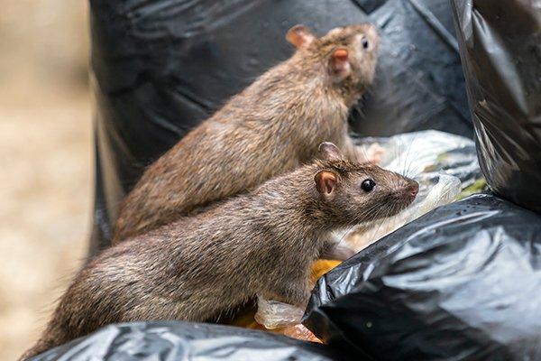 Blog - Getting Rid Of Rats Safely And Effectively On Your Spring Property
