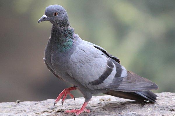 Blog - Say Goodbye To Bird Problems Around Your Pearland Business: The ...