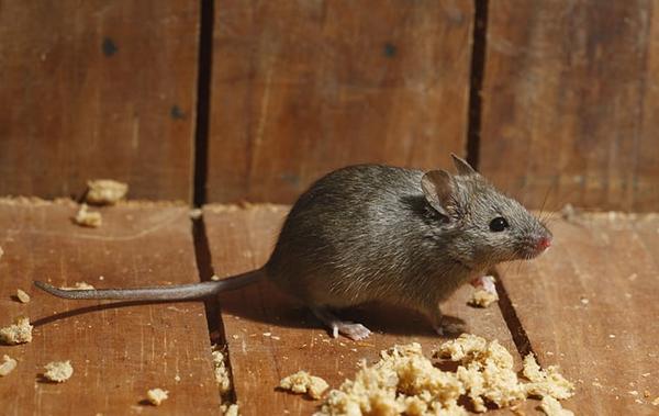 Blog - How To Deter Mice From Your Houston Home This Holiday Season