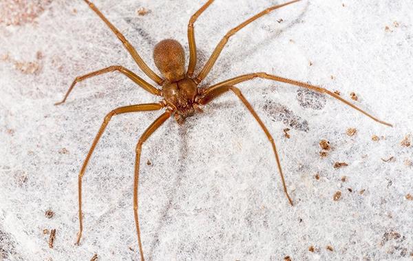 Blog - How To Identify And Get Rid Of Dangerous Spiders Around Your ...