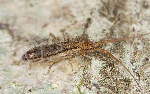 Blog - Top Tips For Keeping Springtails At Bay: Prevention And Control ...