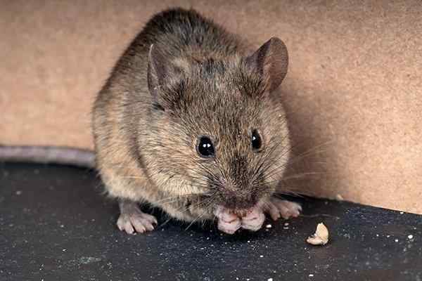 Blog - Making Your Houston Home A Mouse-Free Zone