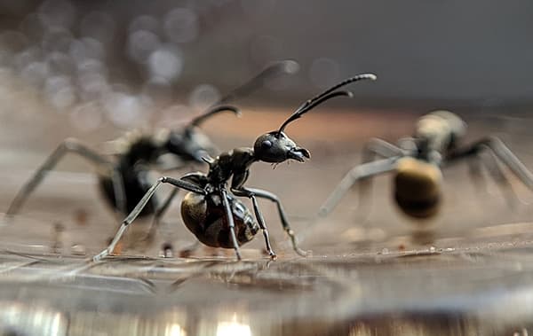 Blog - The Science Of Ant Control: Understanding Ant Behavior To ...