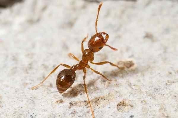 Houston Flood Ants The Extraordinary Behaviour Of Flooded Fire Ants